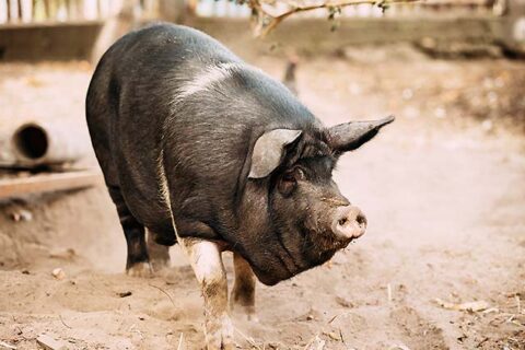 Las Razas de Cerdo Más Importantes | Ibedul