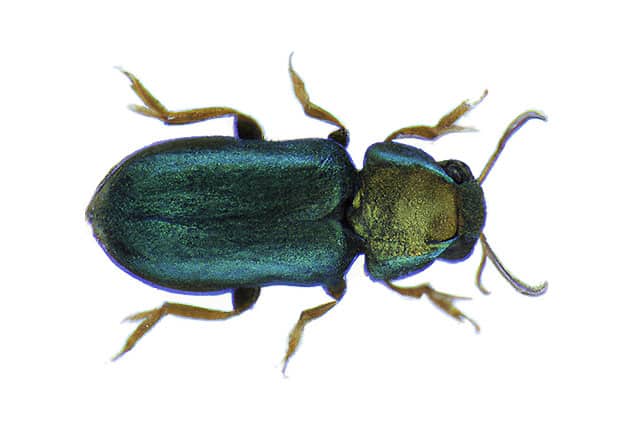 Enfermedades del Jamón | Lista Completa - Ibedul